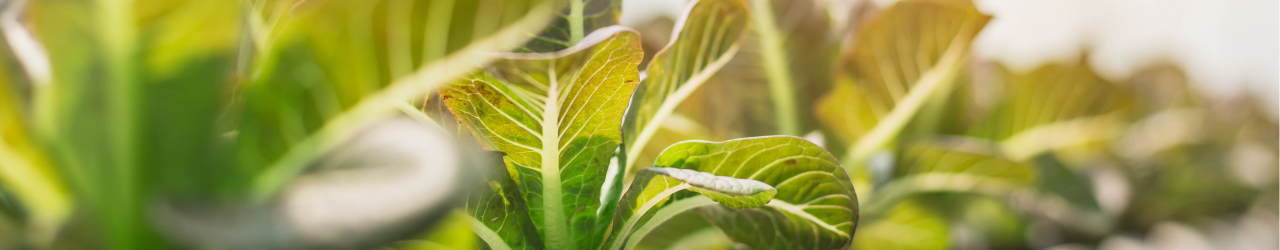 Crop Solutions - CanGrow Crop Solutions